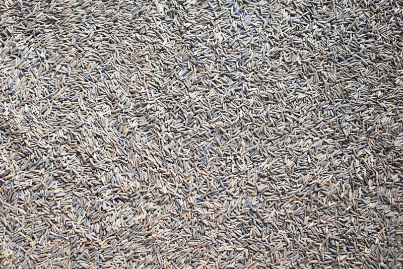 Dry Bitter cumin stock image. Image of apiaceae, cyminum - 239044301