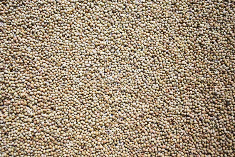 Dried Coriander Seeds in the Wooden Bowl with Fresh Green Leaf Isolated ...
