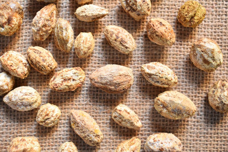 Terminalia chebula fruit stock image. Image of ayurveda - 194568735