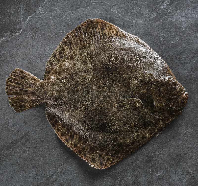 Raw Whole Flounder Fish on Dark Stone Background, Top View. Stock Photo ...