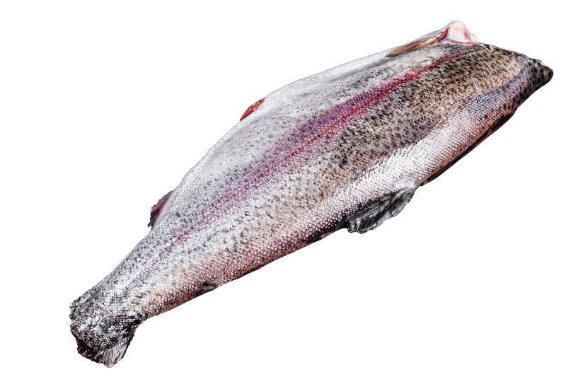 Raw Whole Trout Fish without a Head. Isolated on White Background ...