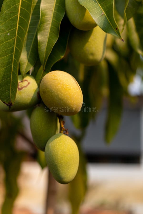 Raw Wild Green Mangoes Hanging on Branch, Close-up Stock Image - Image ...
