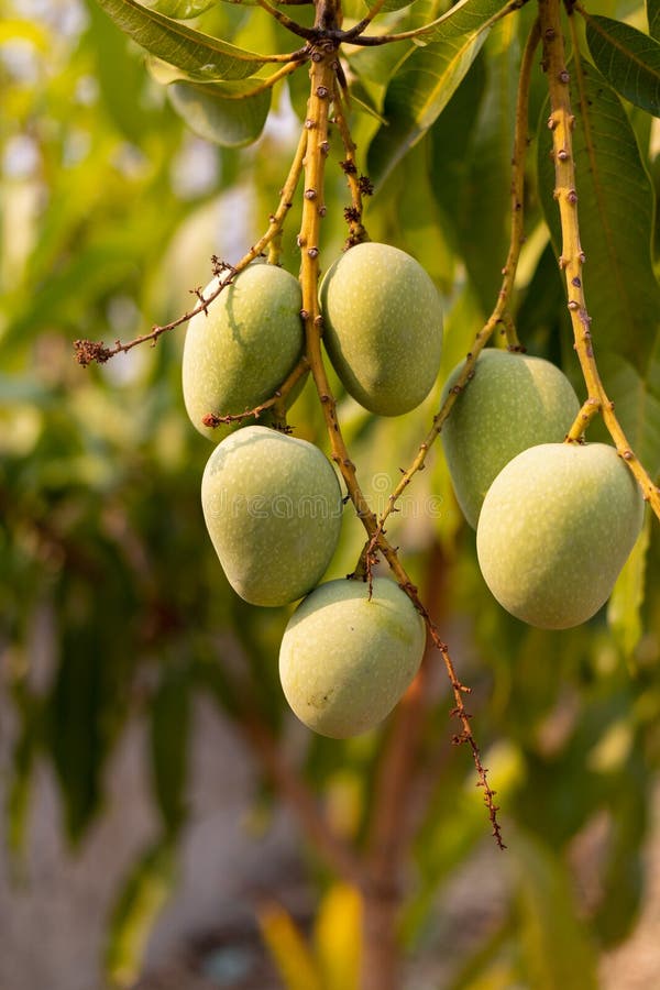 Raw Wild Green Mangoes Hanging on Branch, Close-up Stock Photo - Image ...
