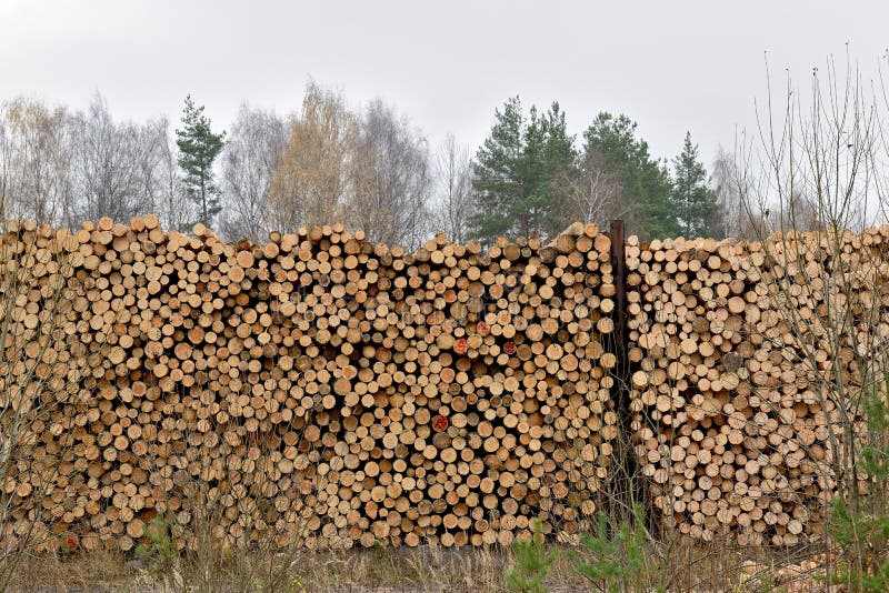Logs at lumber mill stock photo. Image of tree, wooden - 33222324