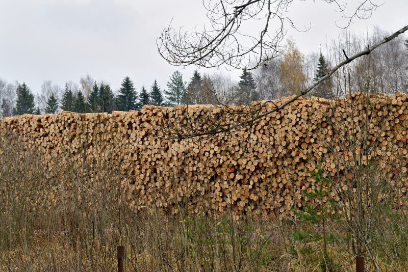 Raw Wood Logs in a Lumber Staging. Raw Timber Stacked Stock Image ...