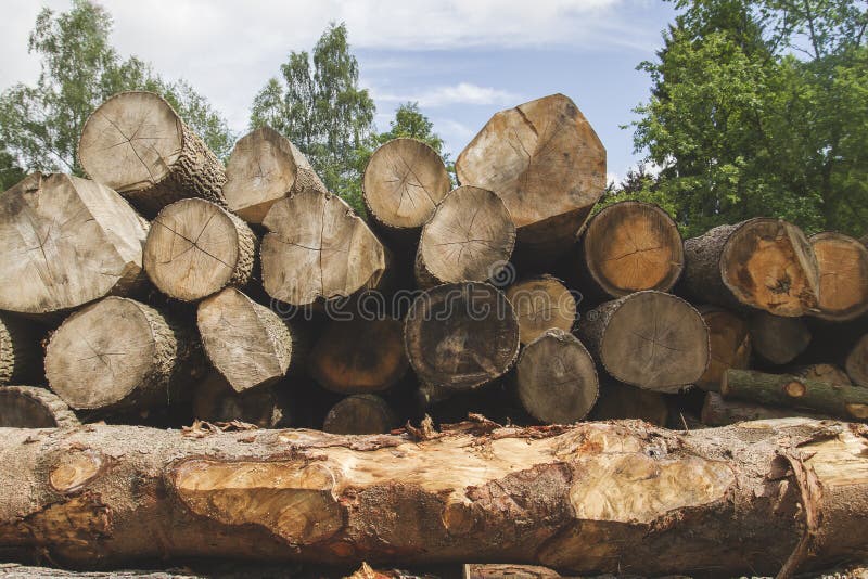 Raw wood stock stock photo. Image of sustainability - 126461282