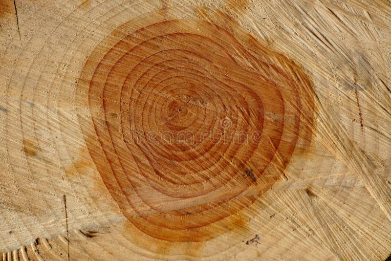 Raw wood texture stock photo. Image of ring, tree, cross - 7051424