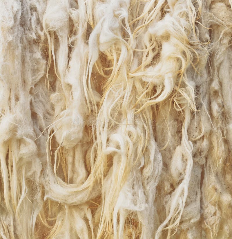 Raw wool stock image. Image of artisan, assortment, curl - 50260421