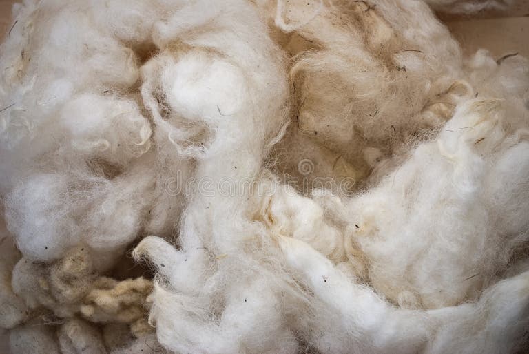 Raw wool stock photo. Image of clean, macro, curled, fleece - 32097836