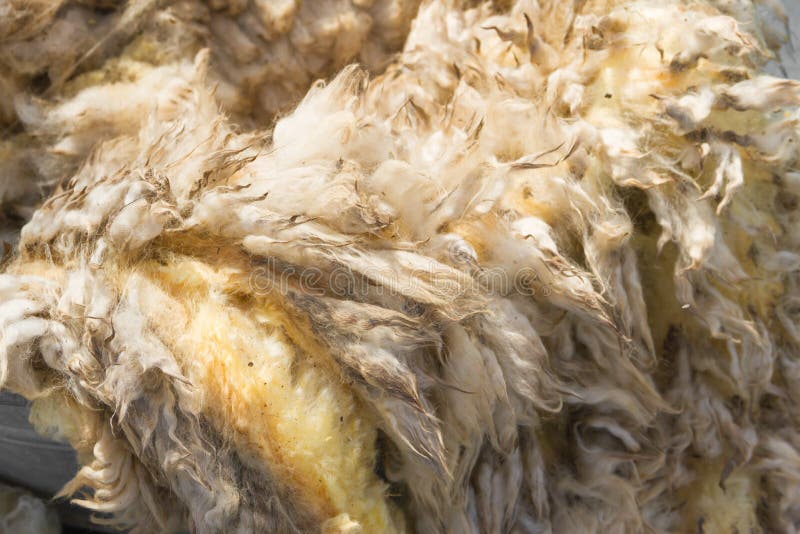 Raw Wool Fleece Just Sheared before Being Spun Stock Image - Image of ...
