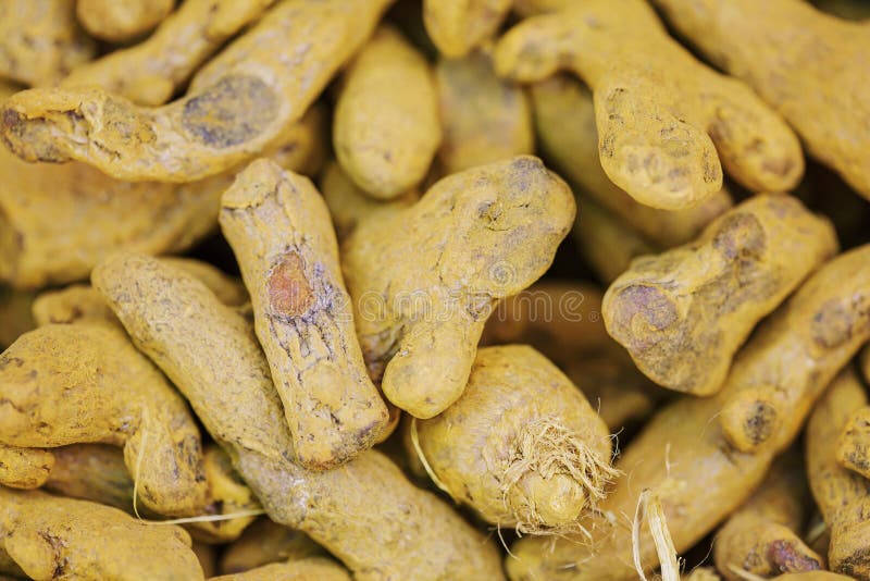 Raw Turmeric Roots stock photo. Image of root, flower - 206202180