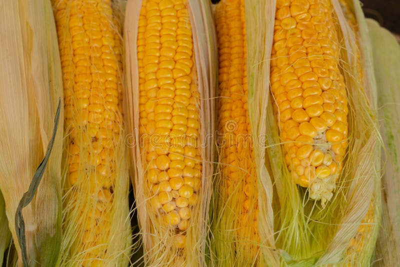 Raw Young Corn in a Shop Window at the Bazaar As Background Stock Image ...