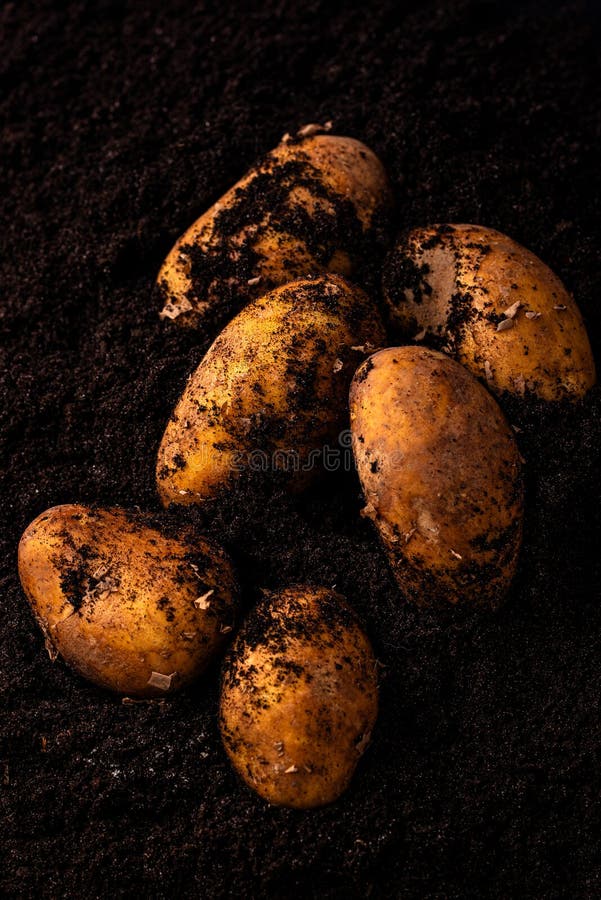 Raw Young Potato in the Ground Stock Image - Image of agriculture ...