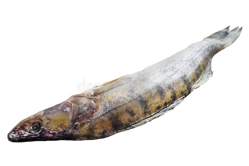 133 Walleye Tail Stock Photos - Free & Royalty-Free Stock Photos from ...