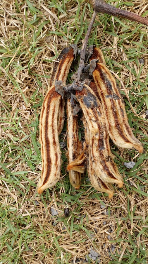 Rawe the itchy fruit stock image. Image of produce, tree - 265938263