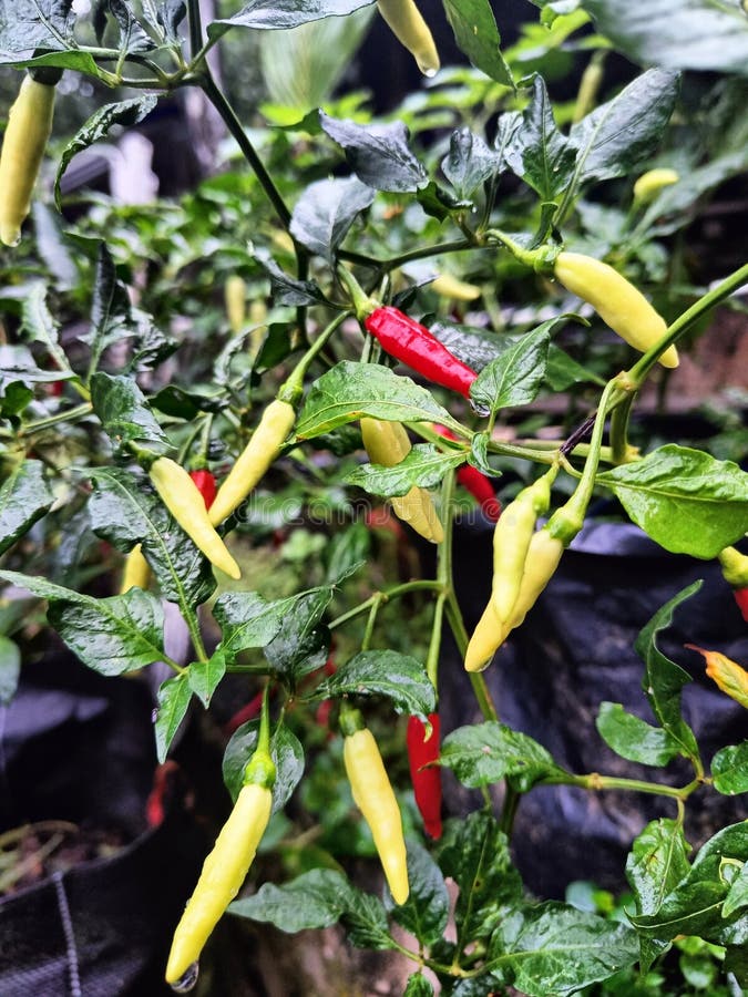 Red rawit hot stock photo. Image of burning, chilli, vegetable - 45965276