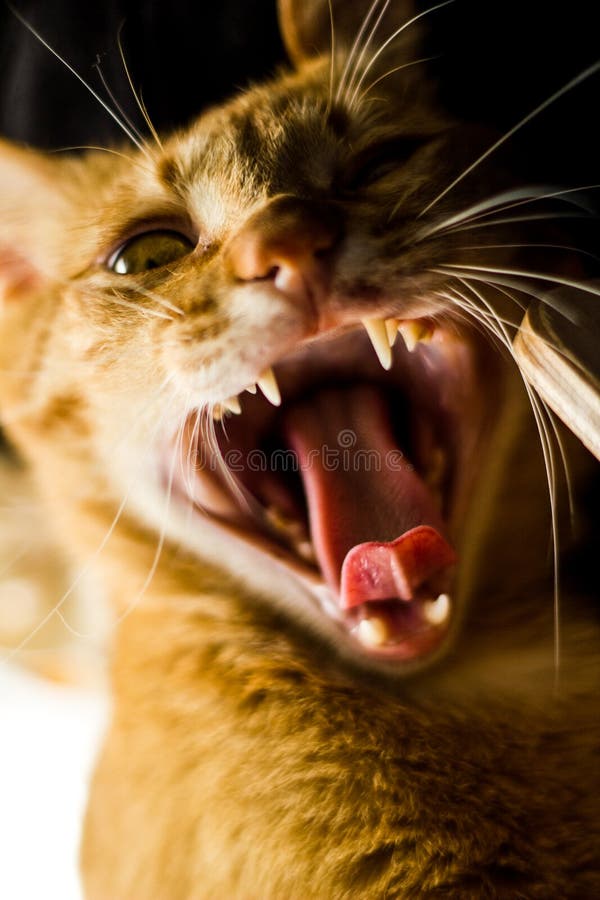 Rawr stock image. Image of teeth, yawn, mouth, emotions - 95781435