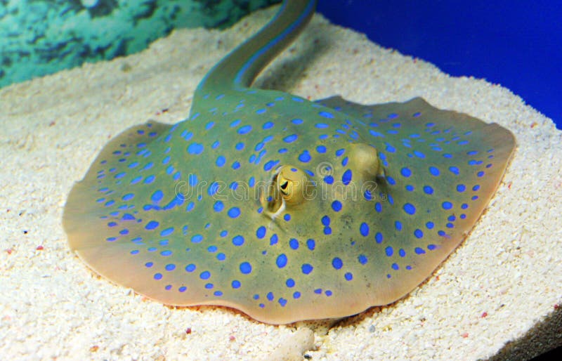 110 Colorful Flatfish Stock Photos - Free & Royalty-Free Stock Photos ...
