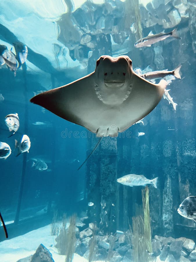 Ray in aquarium stock image. Image of rays, slits, fins - 244575067