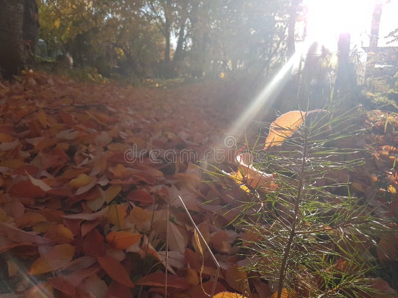 Ray on autumn leaves stock image. Image of autumn, nature - 172785139