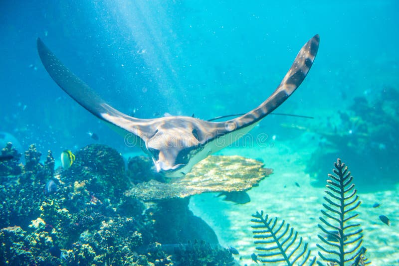 Ray stock photo. Image of raza, aquarium, mobula, reef - 93002402