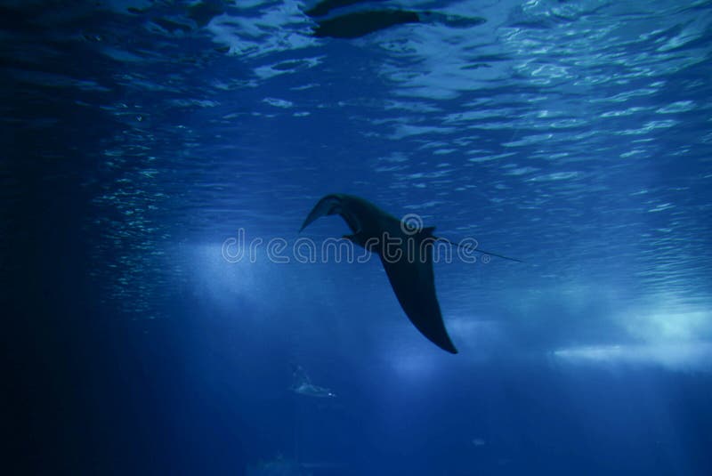 Ray in Blue Water in the Distance Stock Photo - Image of ocean, sting ...