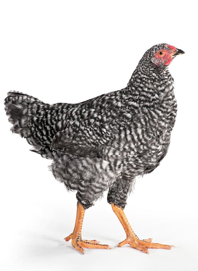 Woman Feeding Big Chicken Farm Stock Photo - Image of green, grass ...