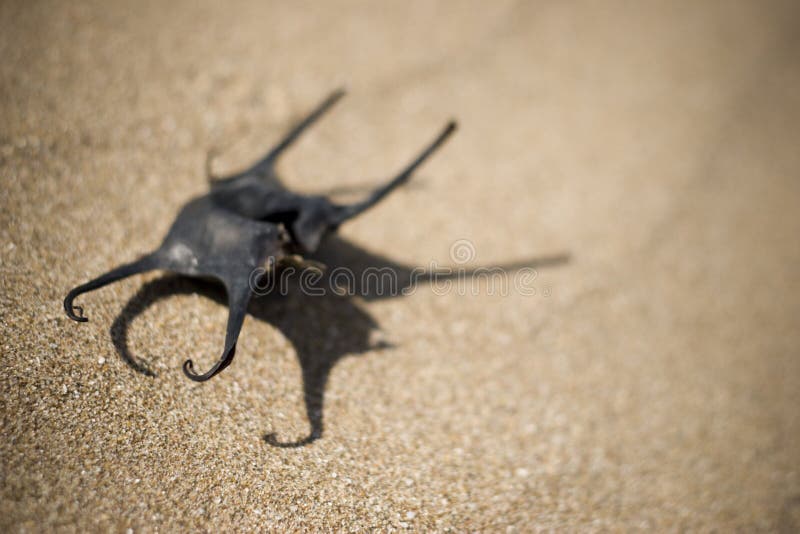 Ray egg on the sand stock image. Image of shallow, embryo - 2105471