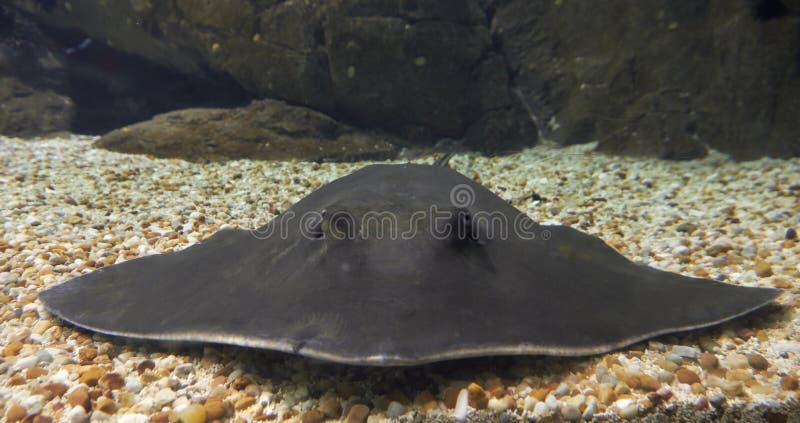 Ray fish stock photo. Image of marine, saltwater, sand - 105173574