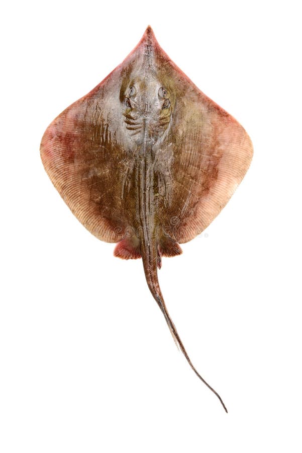 Ray fish close-up stock photo. Image of fish, background - 116309434
