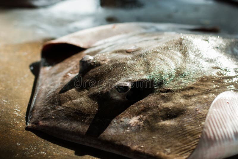 Ray fish stock photo. Image of batoidea, seafood, underwater - 32833508
