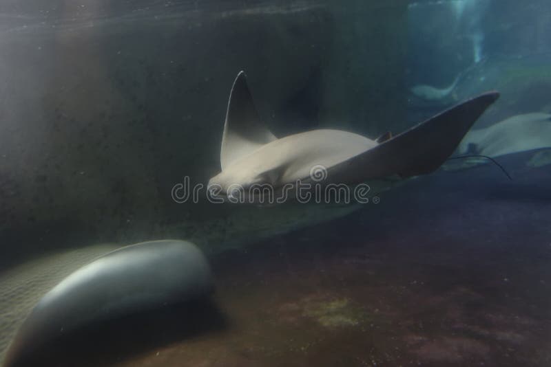 Ray fish stock photo. Image of underwater, batoidea, fins - 42360980