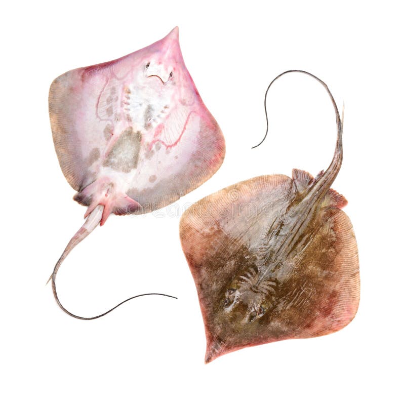 Ray fish stock illustration. Illustration of studio - 116304669