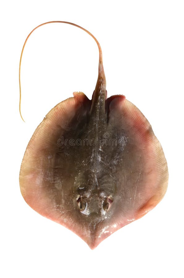 Ray, Fish Isolated on White Background Stock Image - Image of meal ...