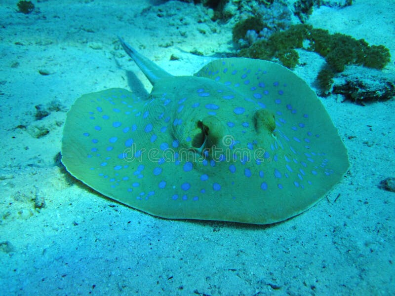 Ray fish stock image. Image of nature, corals, africa - 85043871