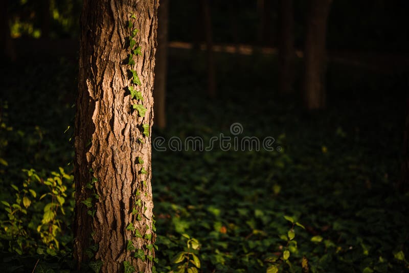Ray of Golden Light on a Tree with Running Ivy Stock Image - Image of ...