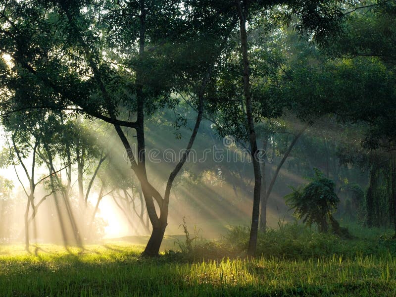 Ray of life stock photo. Image of rise, shining, mist - 13362550