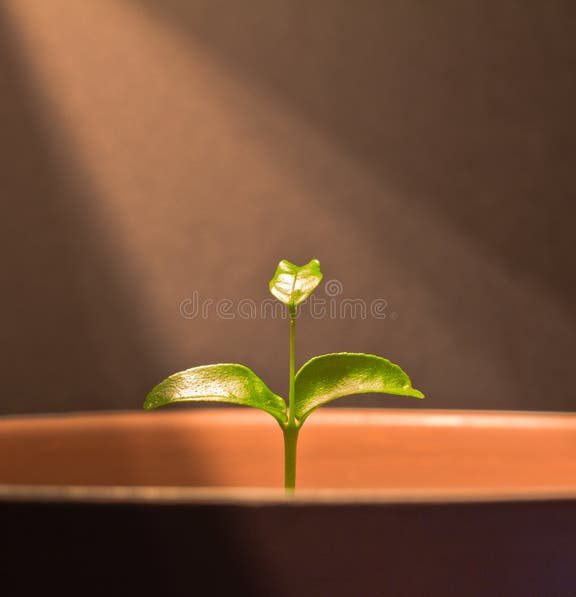 Ray of Life stock photo. Image of morning, shoot, tree - 29014088