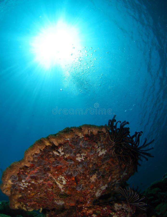 Ray of light stock photo. Image of underwater, sunshine - 12851146