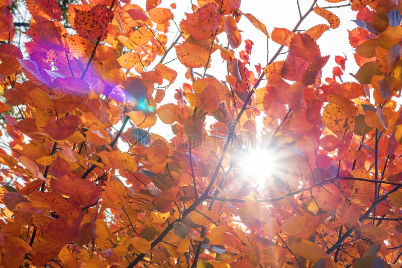 Ray of Light through Autumn Leaves, Autumn Landscape Stock Image ...