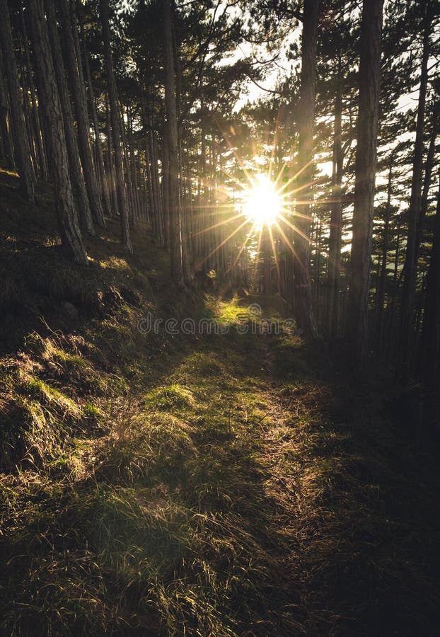 Ray of Light in the Forest on Spring Morning Stock Image - Image of ...