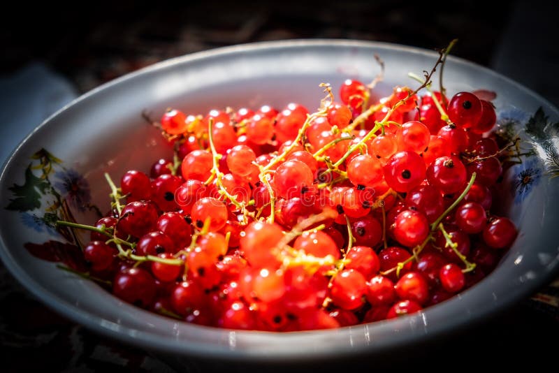 Ray of Light Making Redcurrant Berries Glow. Stock Image - Image of ... Ray of Light Making Redcurrant Berries Glow. Stock Image - Image of ...