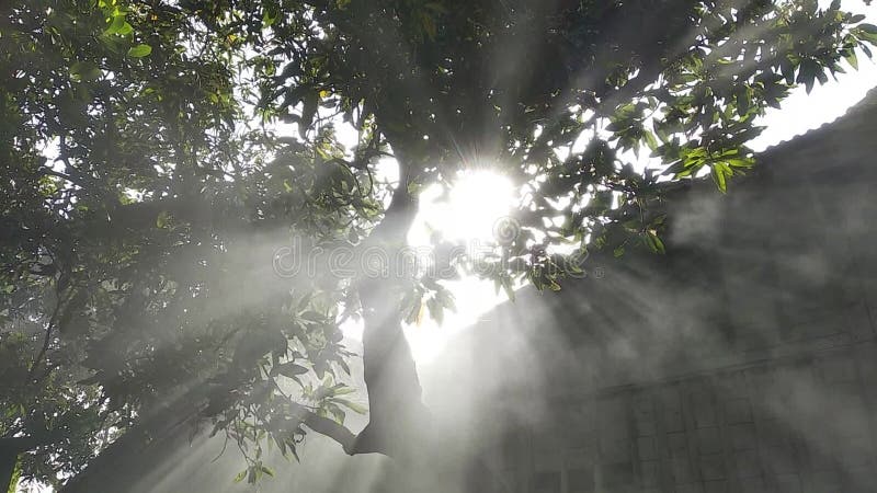 Ray of light in the trees stock photo. Image of landscape - 37588116