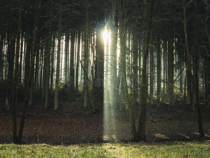 Ray of Light Shining through the Trees Stock Image - Image of ...