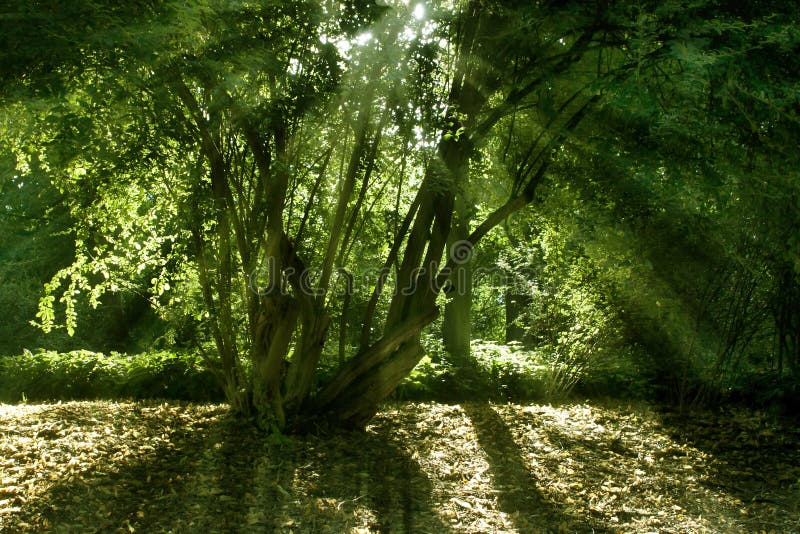 Ray of light stock image. Image of holiday, forest, tourist - 34850815