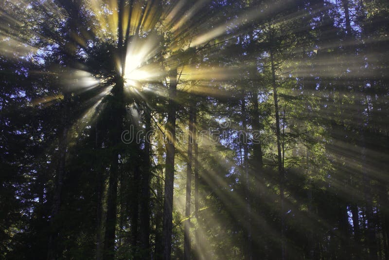 Ray Of Light Through The Trees In The Misty Morning Stock Photo - Image ...