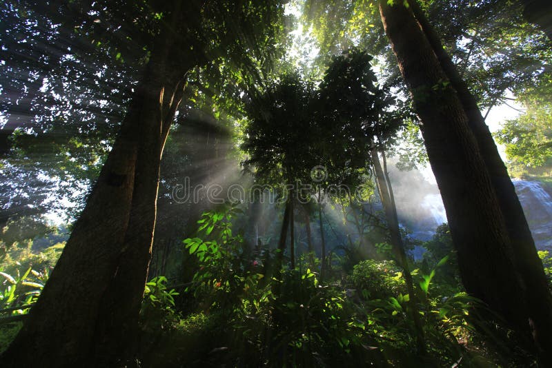 Ray of light through trees stock image. Image of landscape - 67353595