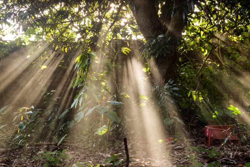 Ray of light in the trees stock photo. Image of landscape - 37588116