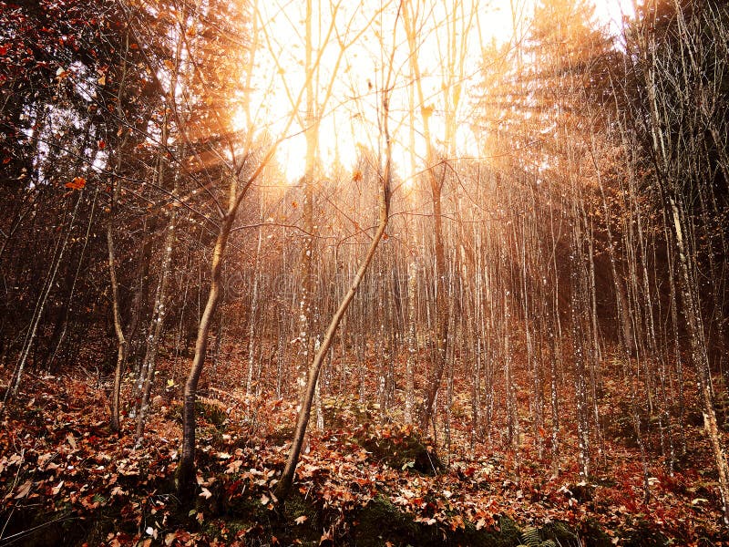 Ray Lights into a Fall Colored Forest Stock Photo - Image of light ...