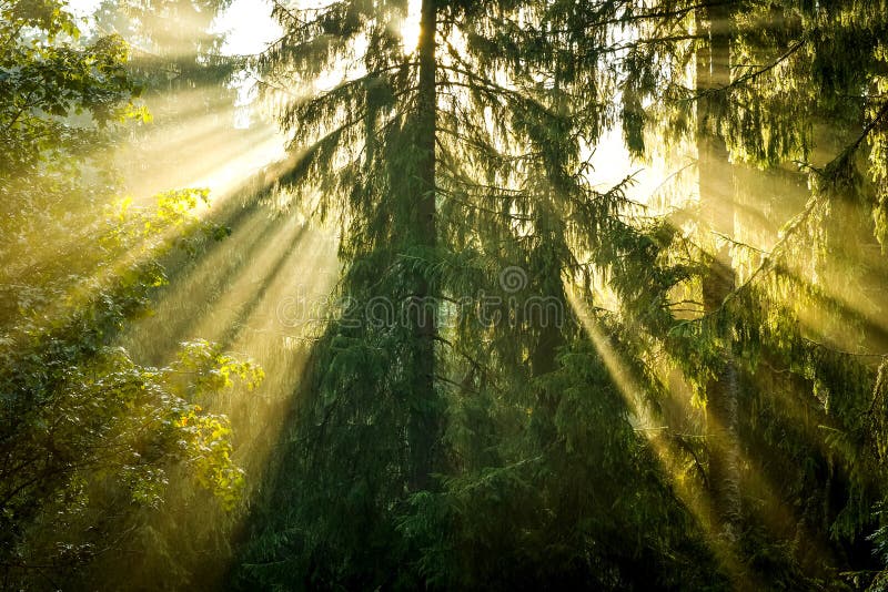 Ray lights in pine forest stock photo. Image of foliage - 113132486